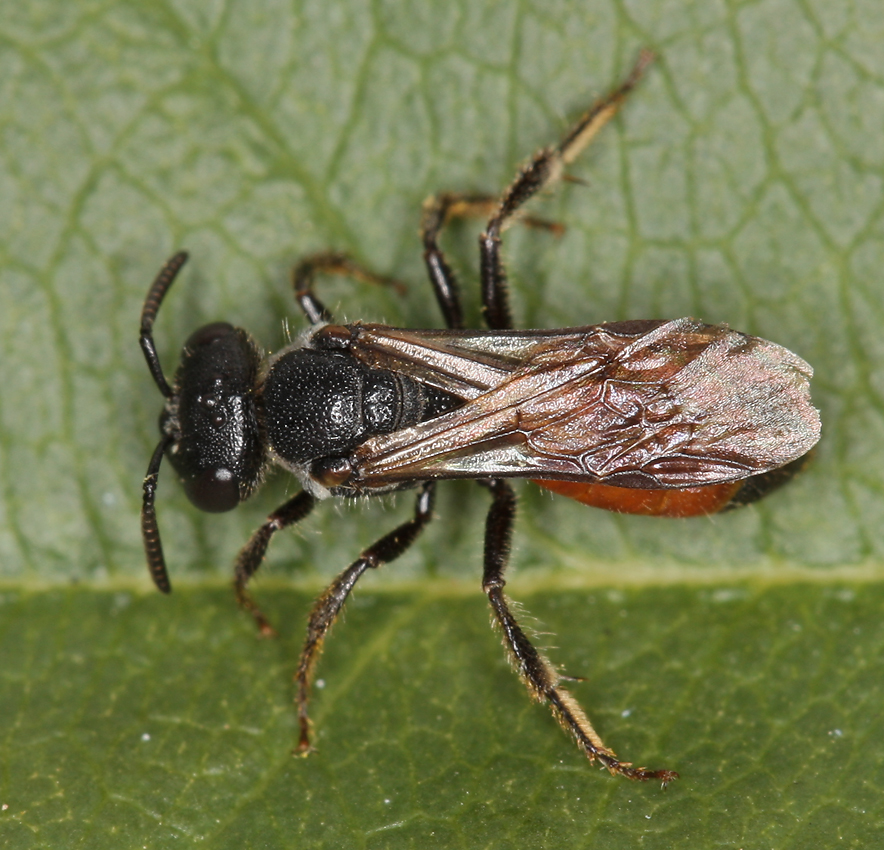 BWARS | Bees, Wasps & Ants Recording Society